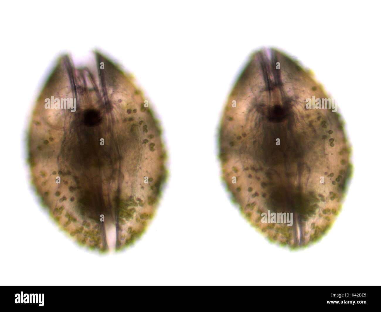 Ostracod hi-res stock photography and images - Alamy