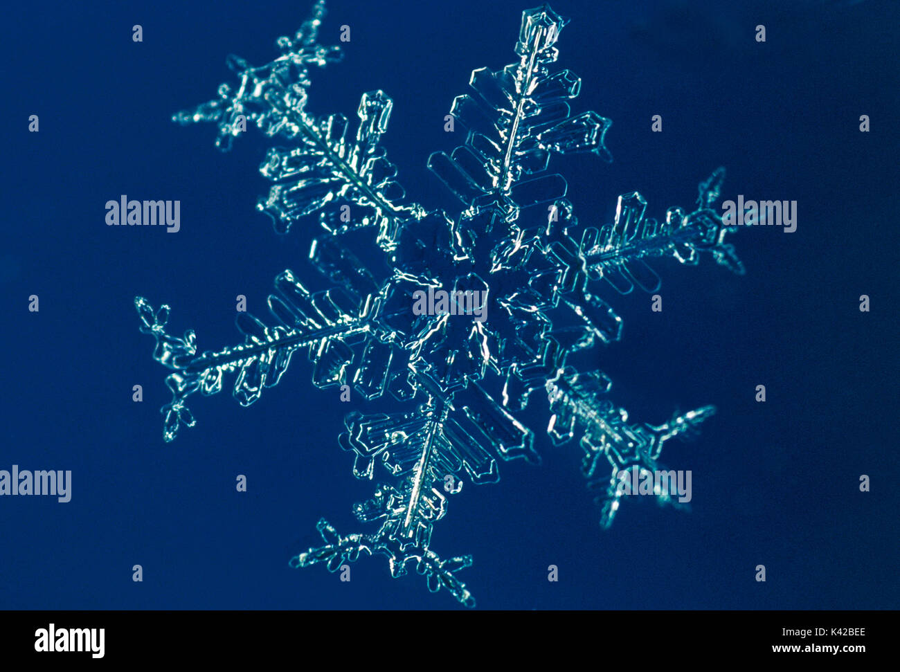 Snow flake - close up, showing beautiful structure, blue background ...