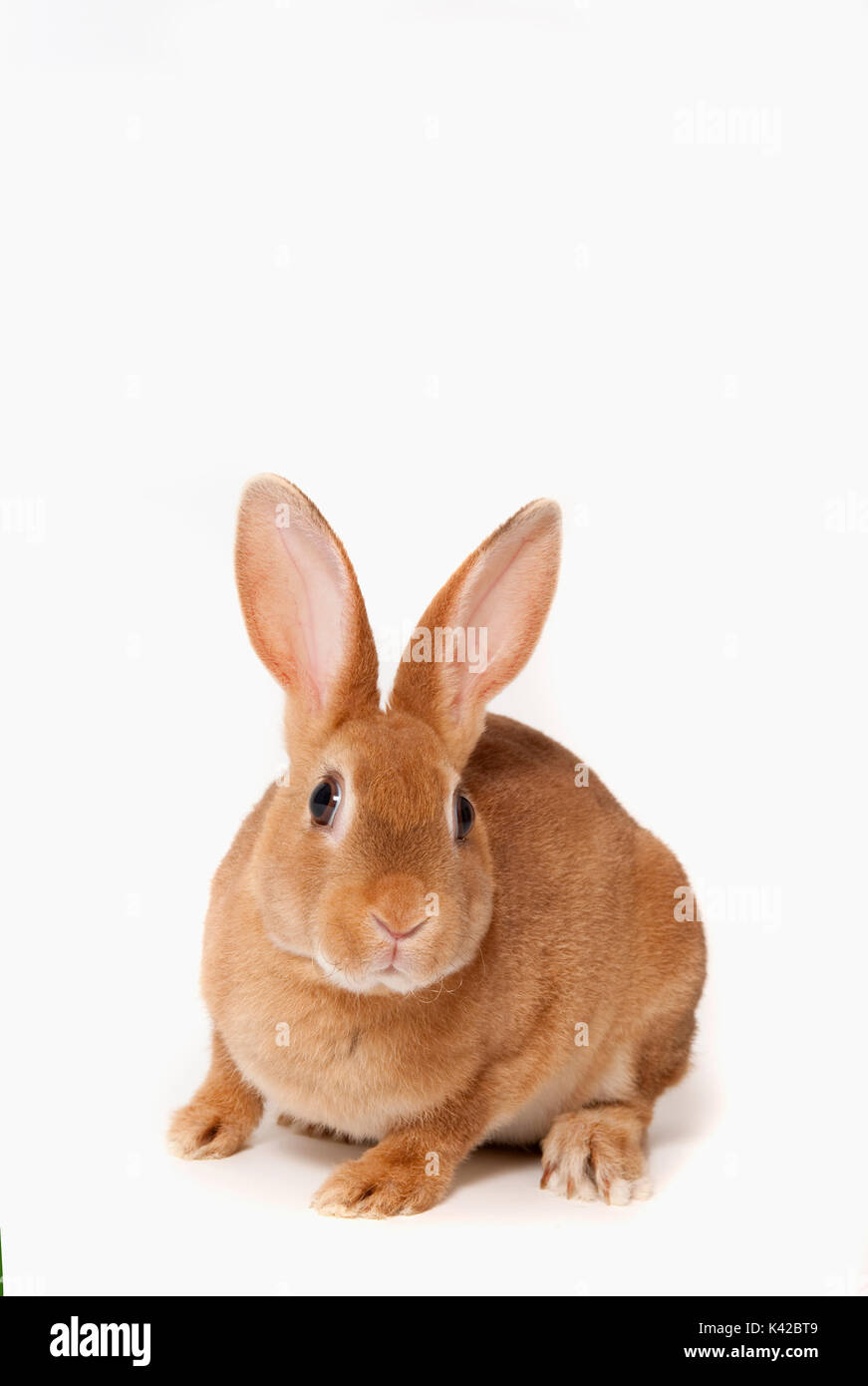 Rex cross, Domestic Rabbit, Oryctolagus cuniculus, Kent UK, cut out ...