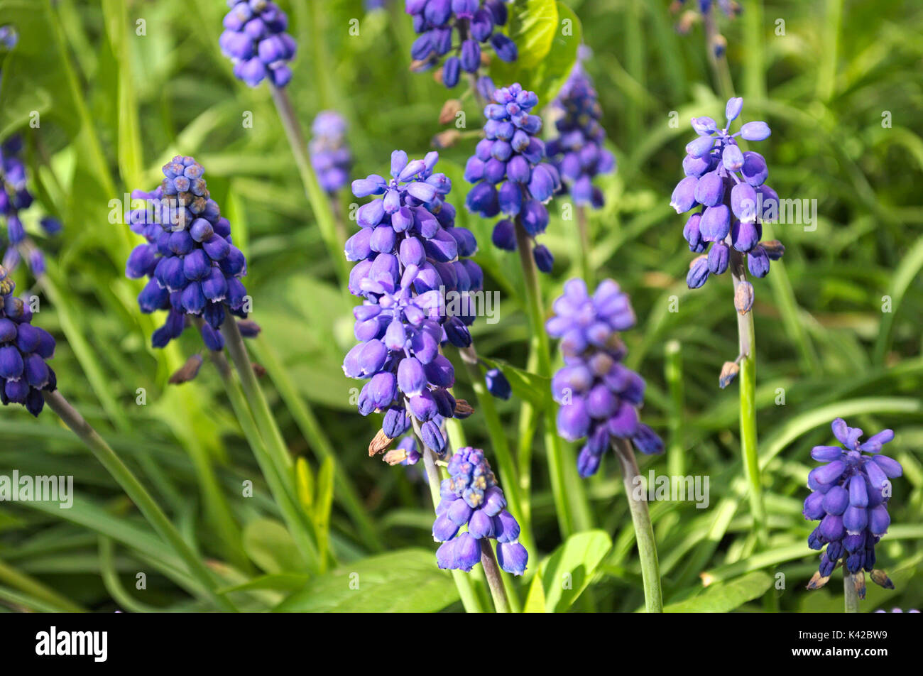 Small purple flowers at garden Stock Photo - Alamy