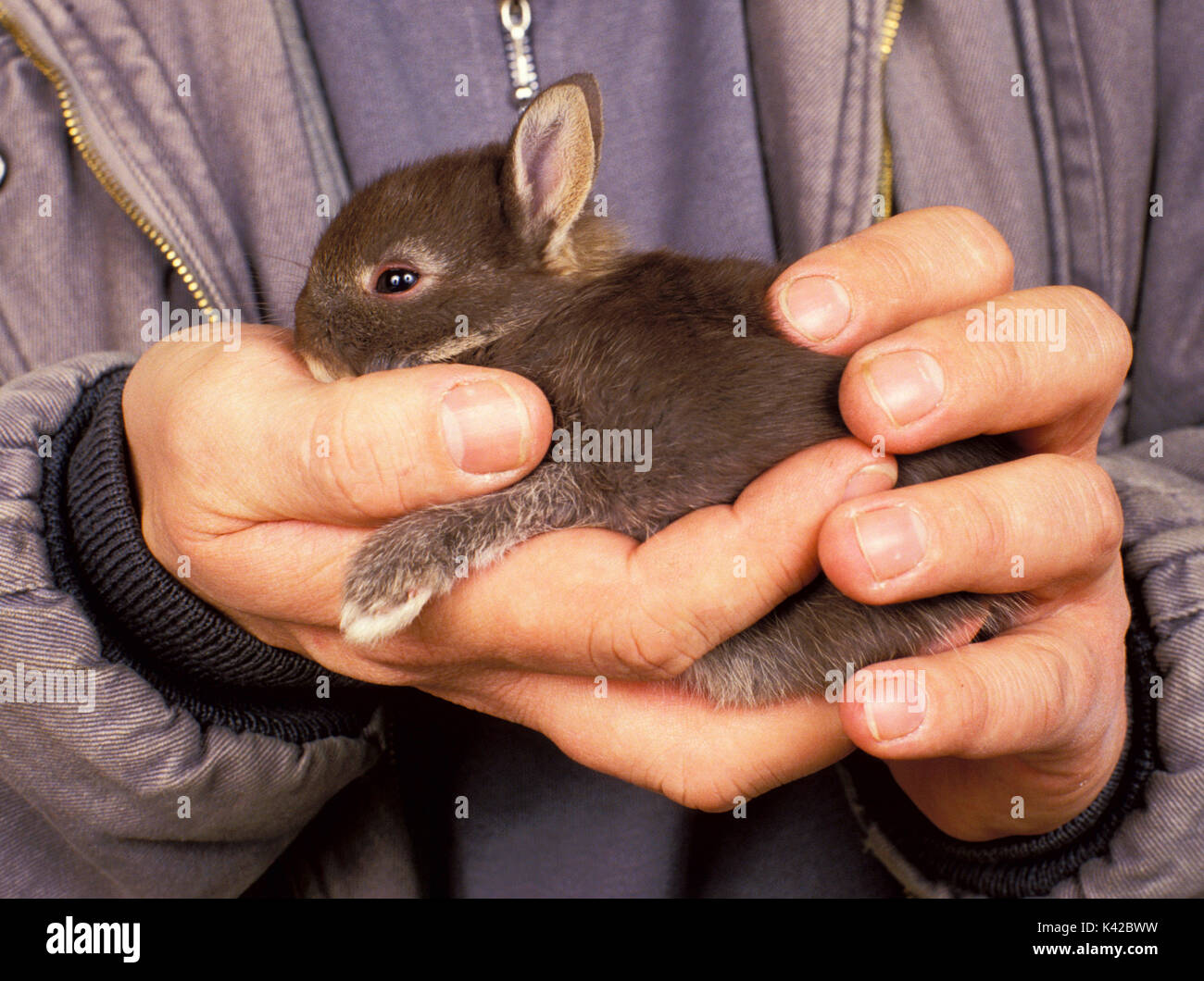 Rabbit being held hi-res stock photography and images - Alamy