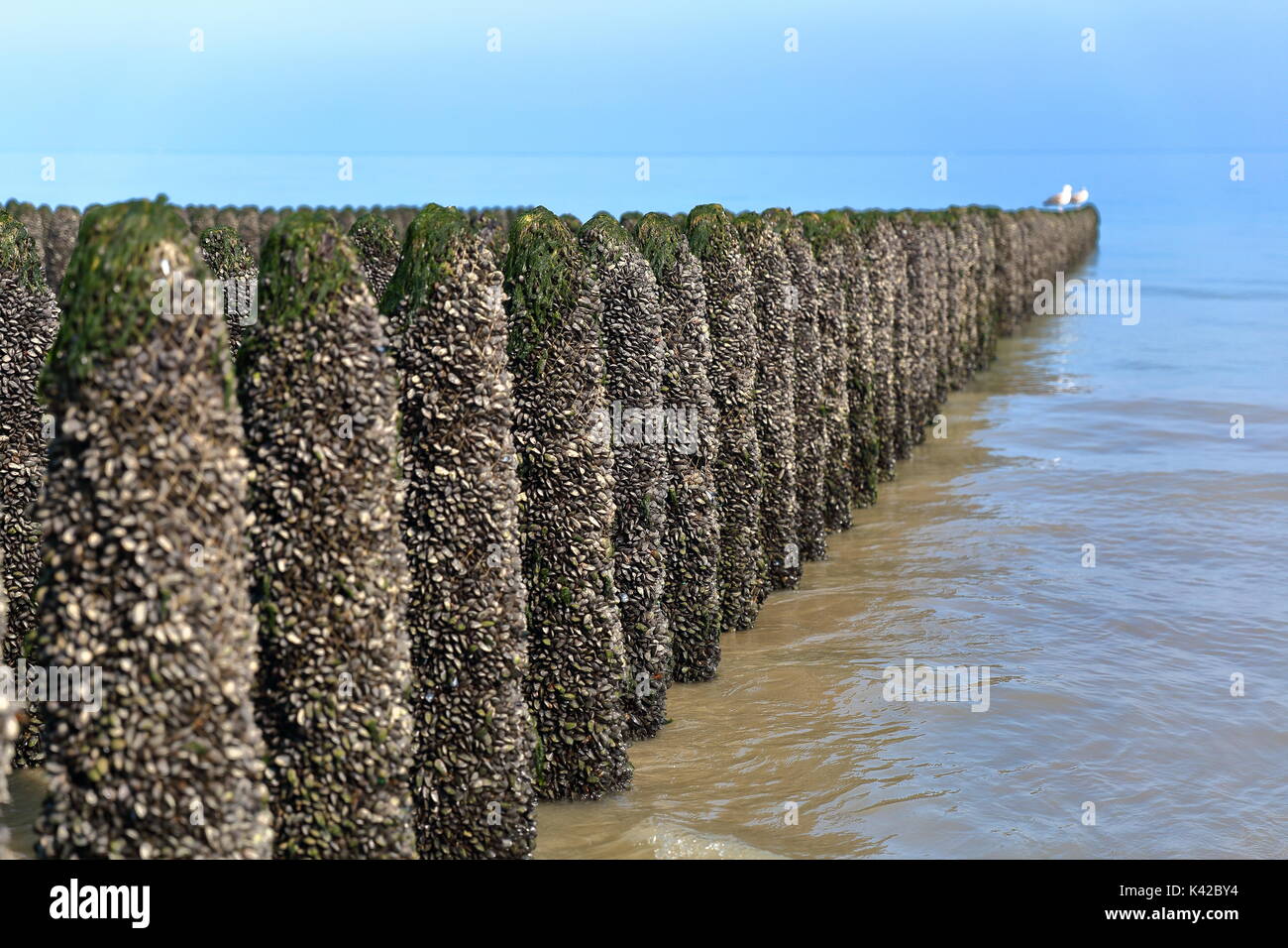 Bouchot Mussels Stock Photos & Bouchot Mussels Stock Images - Alamy