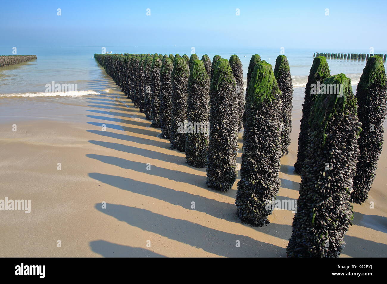 Mussels cultivated on poles (bouchots) on the beach near Cap Gris Nez ...