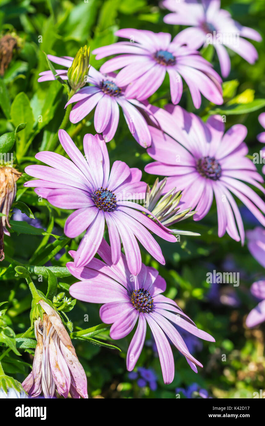 Osteospermum ecklonis portrait hi-res stock photography and images - Alamy