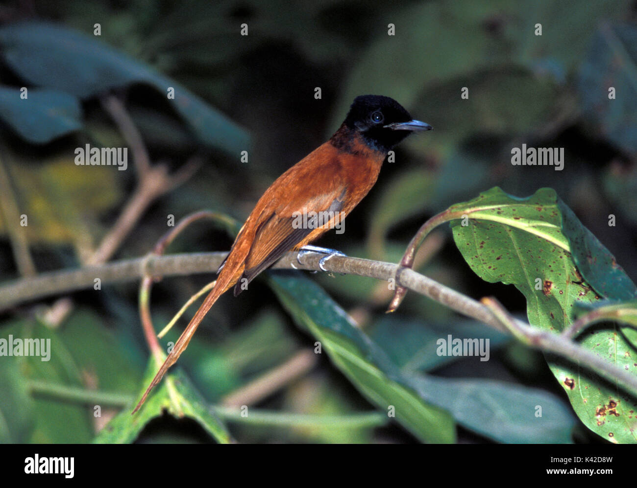 Terpsiphone rufiventer hi-res stock photography and images - Alamy