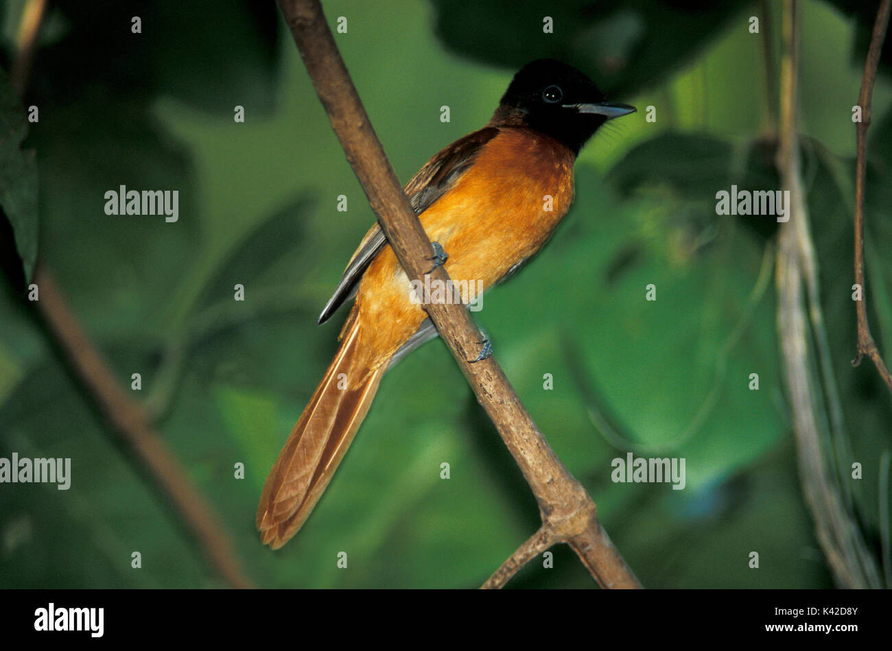 Terpsiphone rufiventer hi-res stock photography and images - Alamy