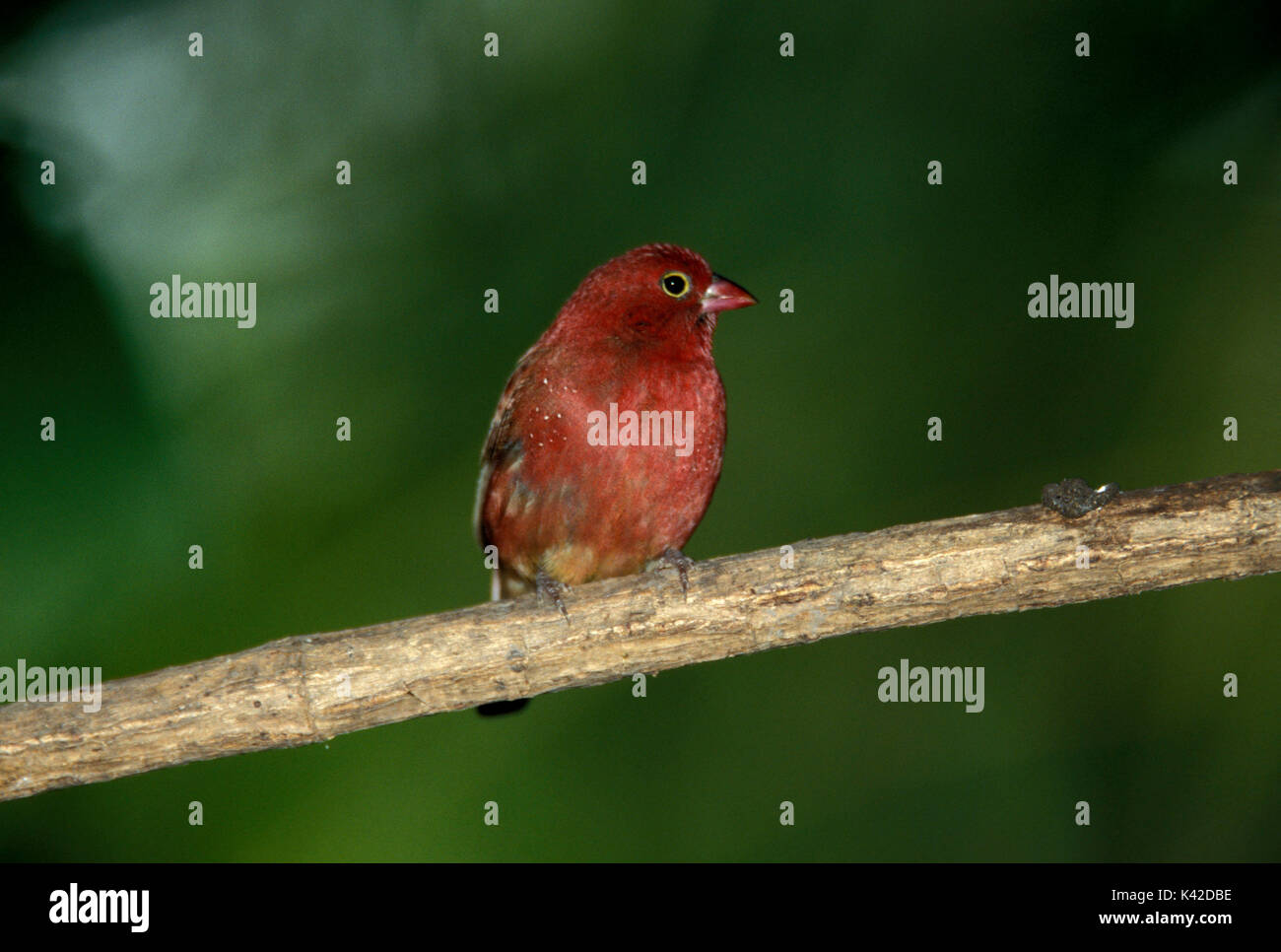 Bar breasted firefinch hi-res stock photography and images - Alamy