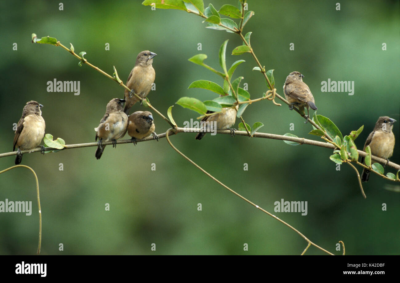 Serinus leucopygius hi-res stock photography and images - Alamy