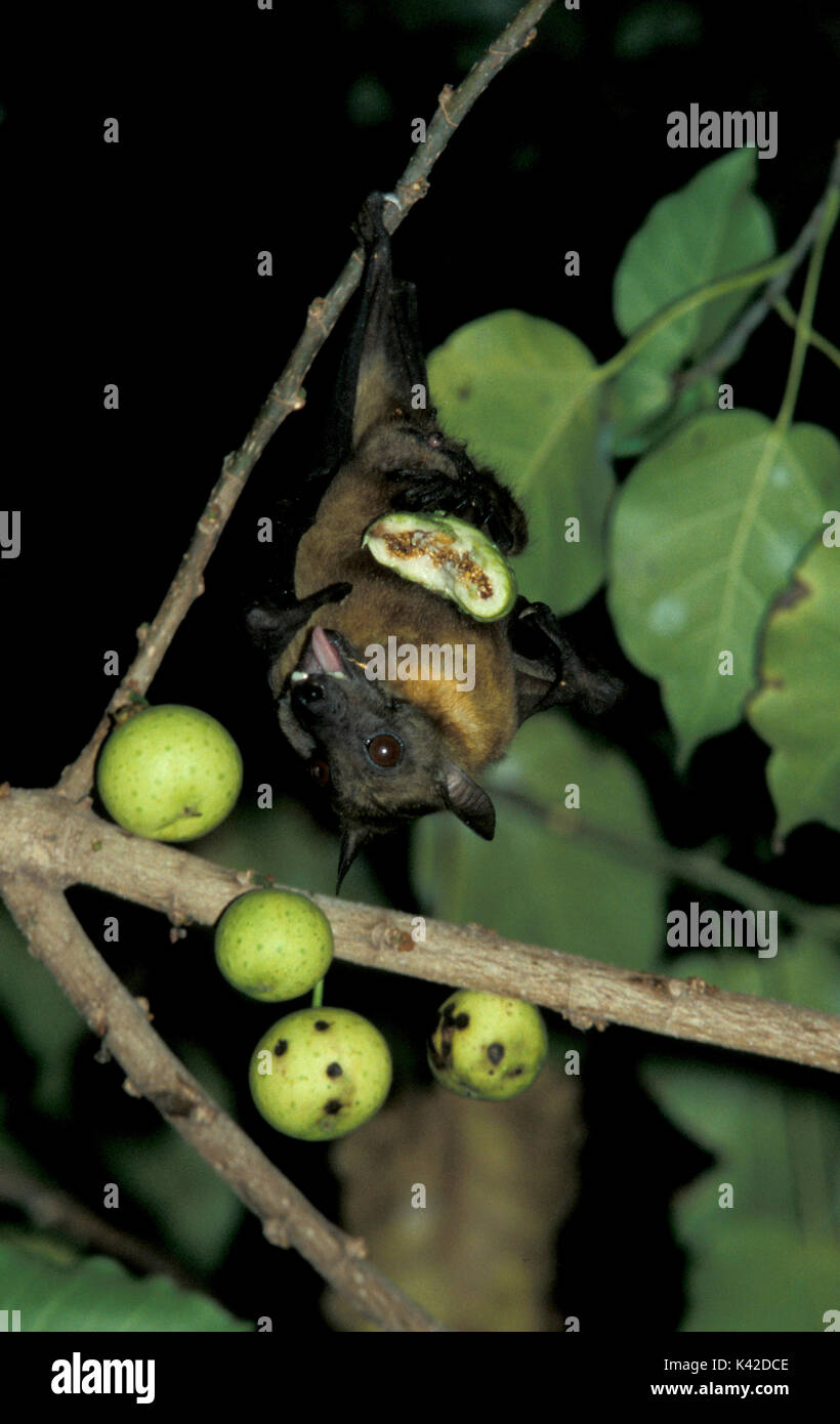 Fruit bat feeding hi-res stock photography and images - Alamy