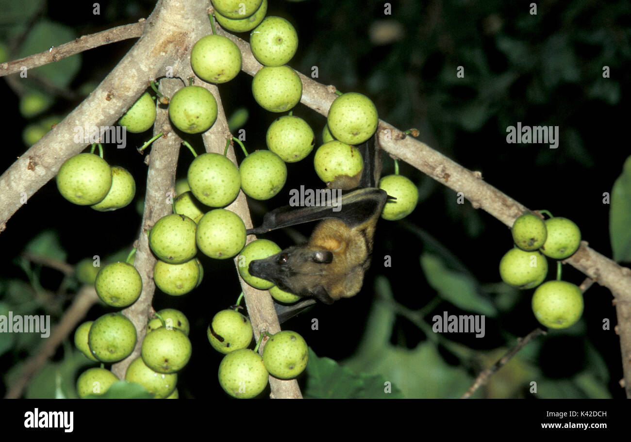 Fruit Bat, feeding on fig tree fruit, West Africa Stock Photo - Alamy