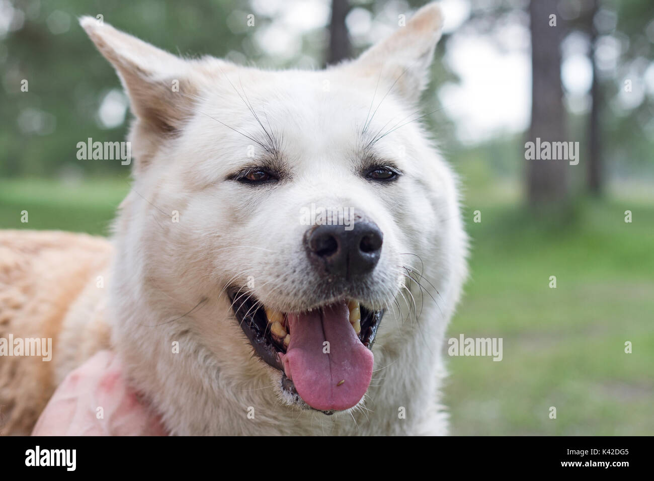 Akita dog teeth hi-res stock photography and images - Alamy