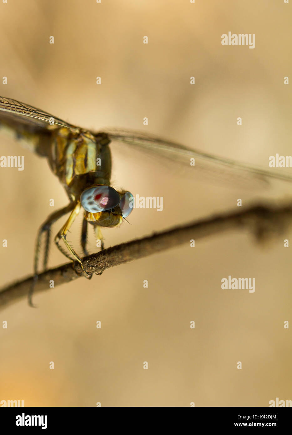 Insect with yellow eyes hi-res stock photography and images - Alamy