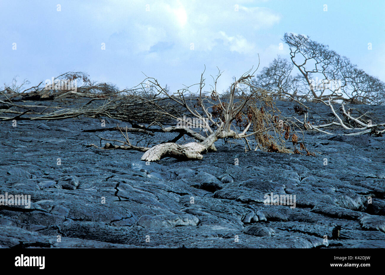 New larva flow, Mount Kilauea Volcano, Hawaii, 1990 eruption, Pahoehoe ...