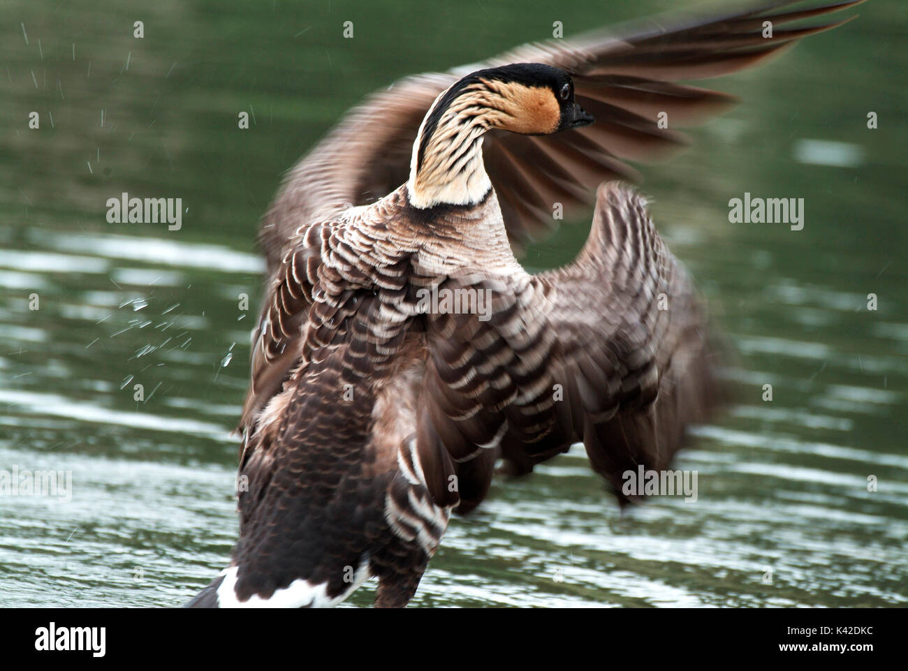 Hawaiian creatures hi-res stock photography and images - Alamy