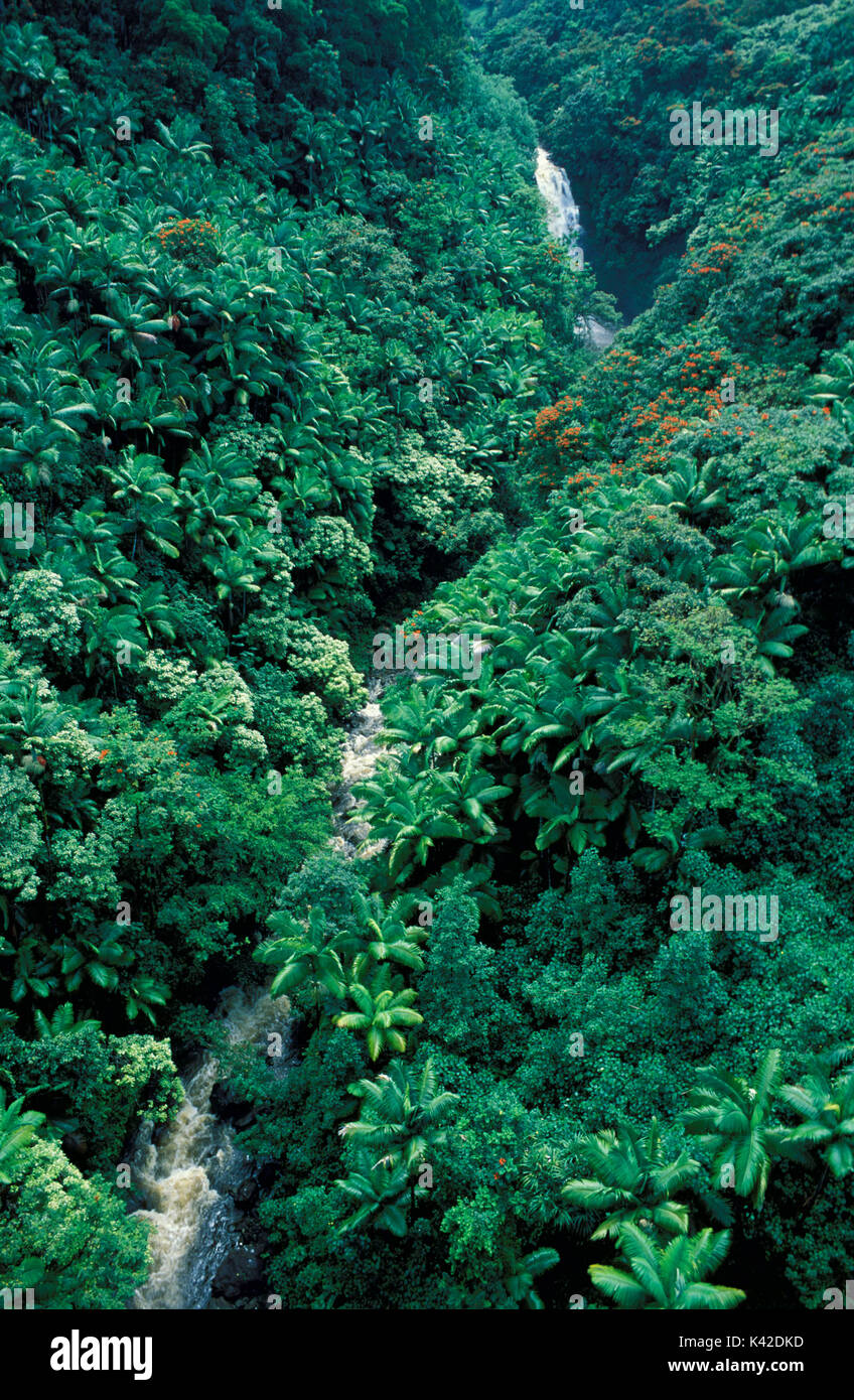 Jungle treetops hi-res stock photography and images - Alamy