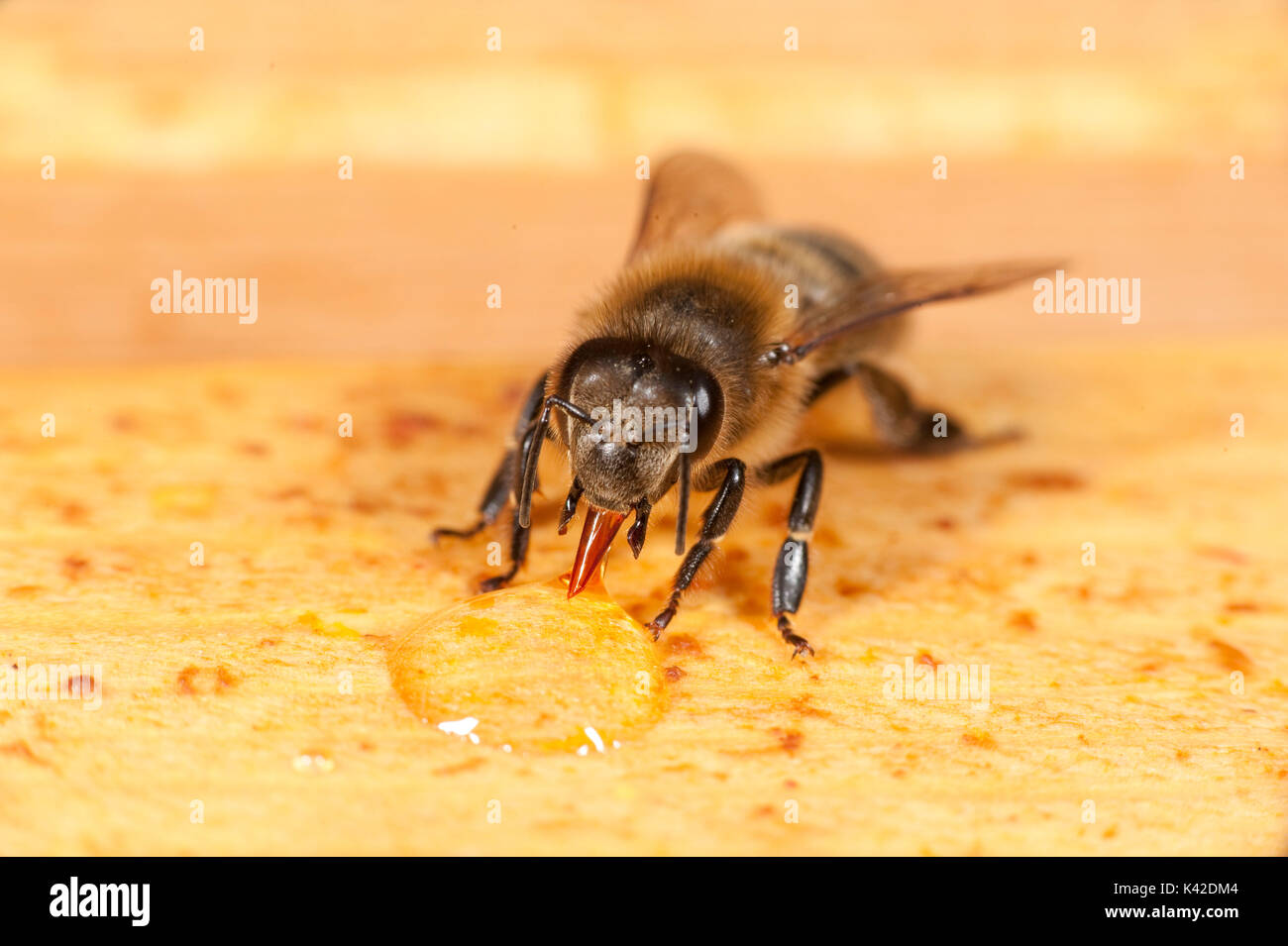 Honey Bee drinking honey from honeycomb, inside hive, Apis mellifera ...