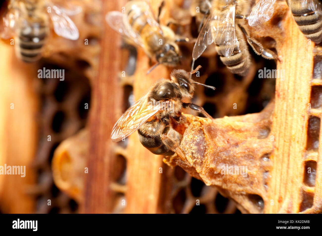 New Queen Honey Bee, hatching from queen cell within hive, Apis ...