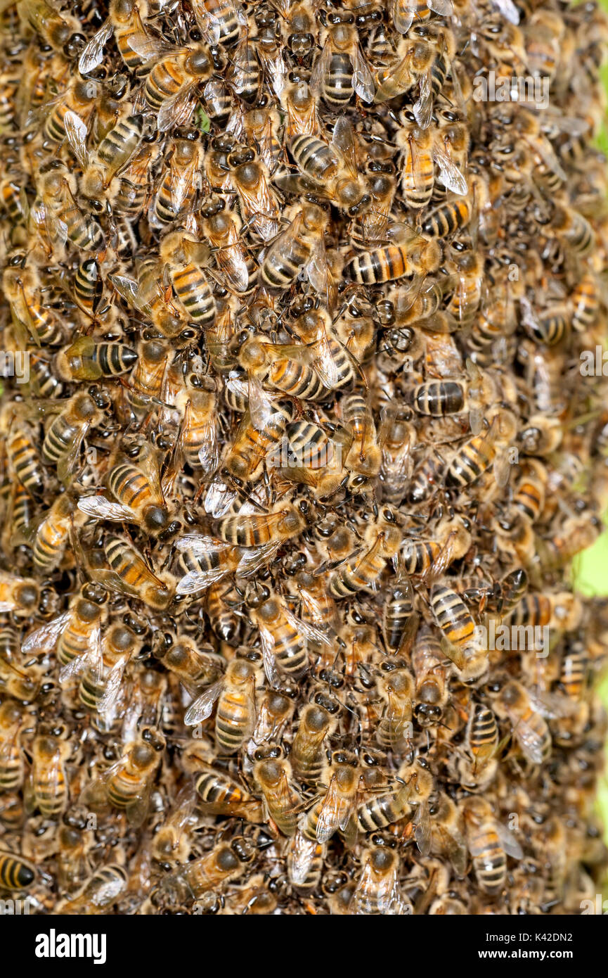 Honey bee colonies hi-res stock photography and images - Alamy