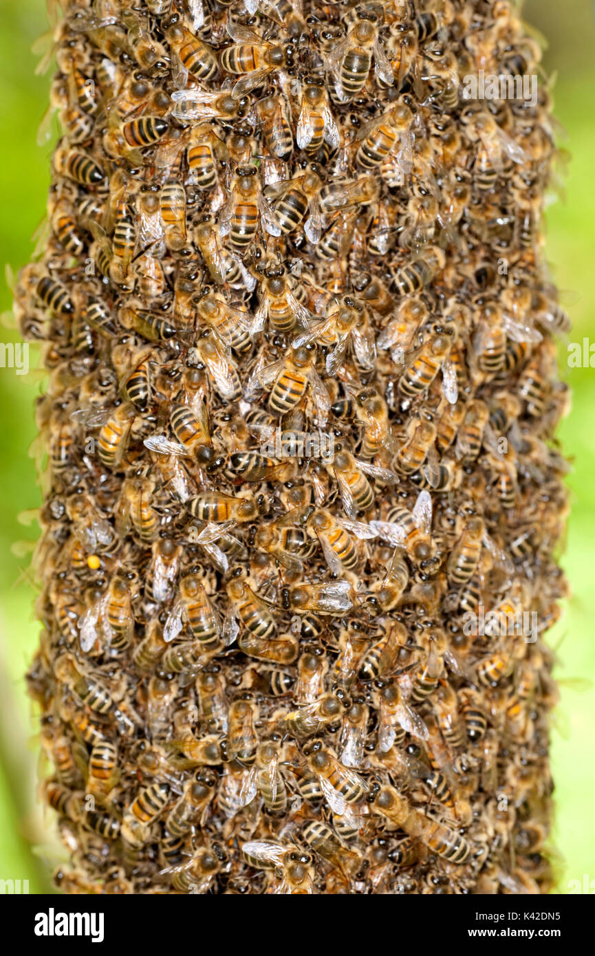 Close up Honey Bee, Swarming, Apis mellifera, Kent UK, spring, a ...