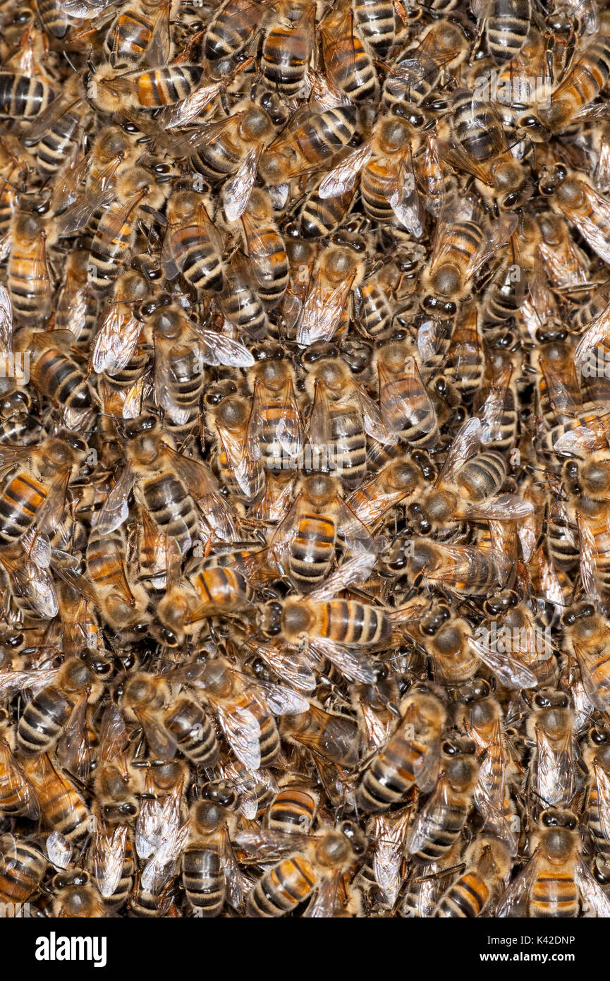 Honey bee colonies hi-res stock photography and images - Alamy