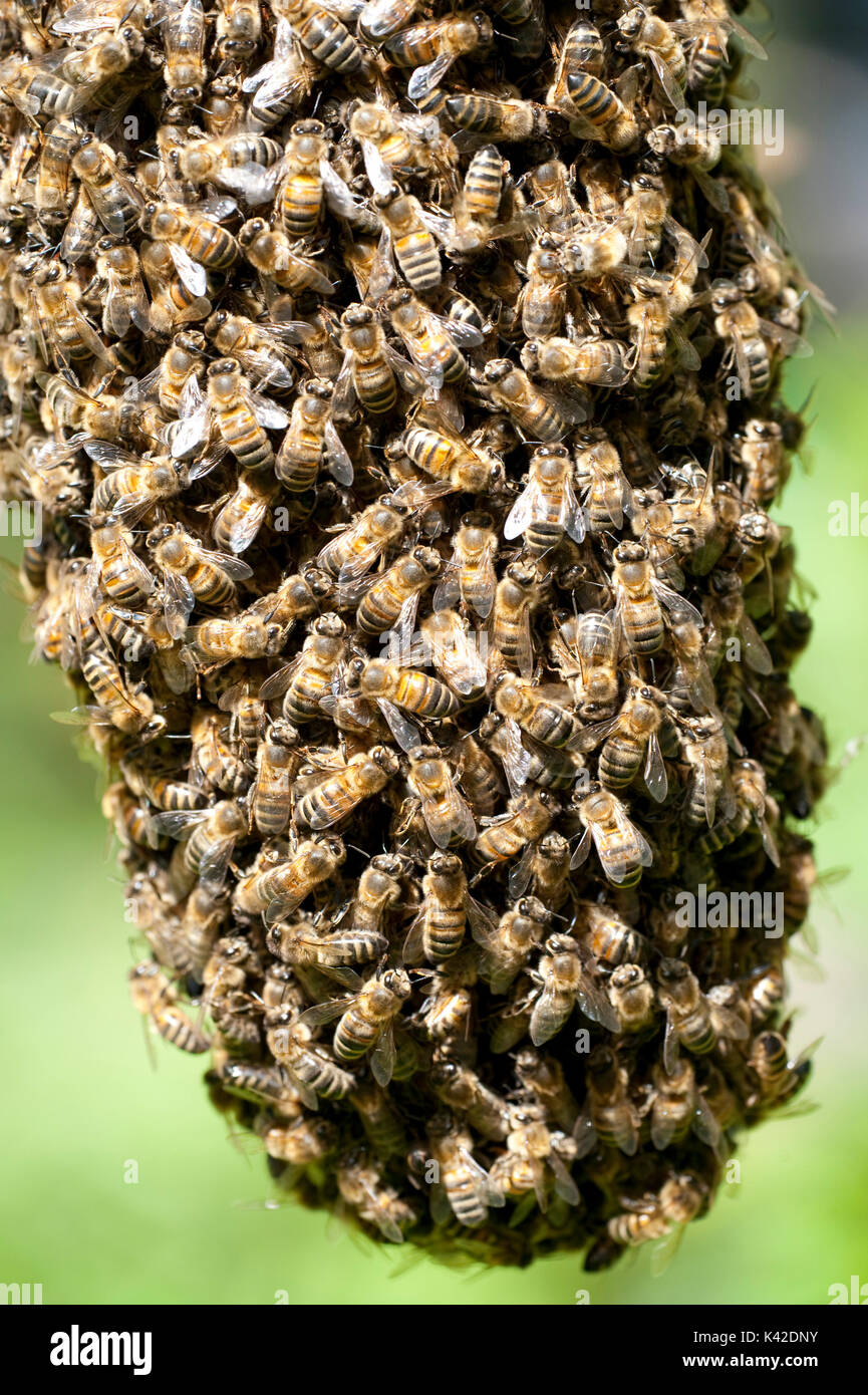 Close up Honey Bee, Swarming, Apis mellifera, Kent UK, spring, a ...