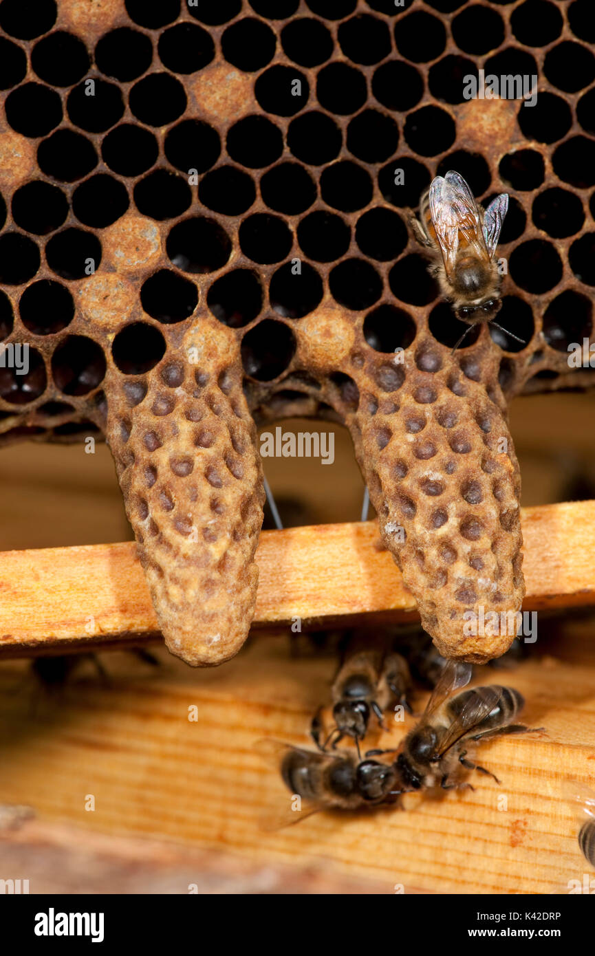 Honey Bee, Apis mellifera, Kent UK, queen cell on honeycomb, hive Stock ...