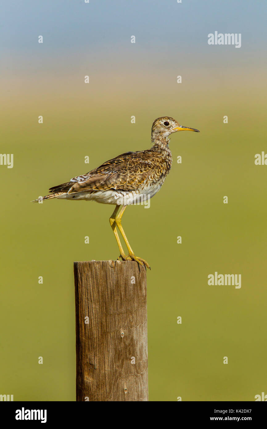 Upland Sandpiper Bartramia longicauda Pawnee National Grasslands ...
