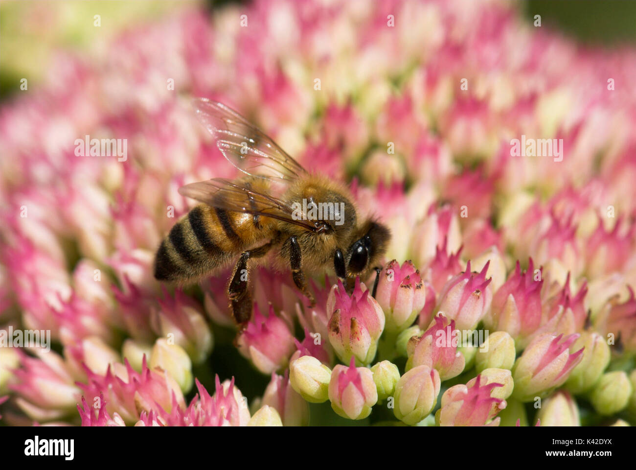Honey Bee, Apis mellifera, nectaring on flowering sedum, pink flowers ...