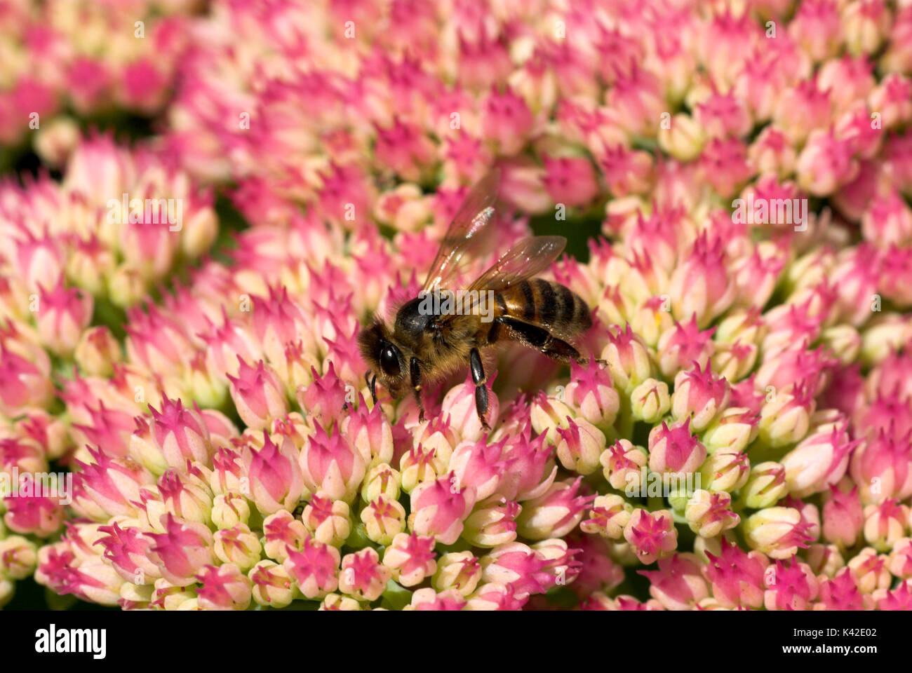 Honey Bee, Apis mellifera, nectaring on flowering sedum, pink flowers ...