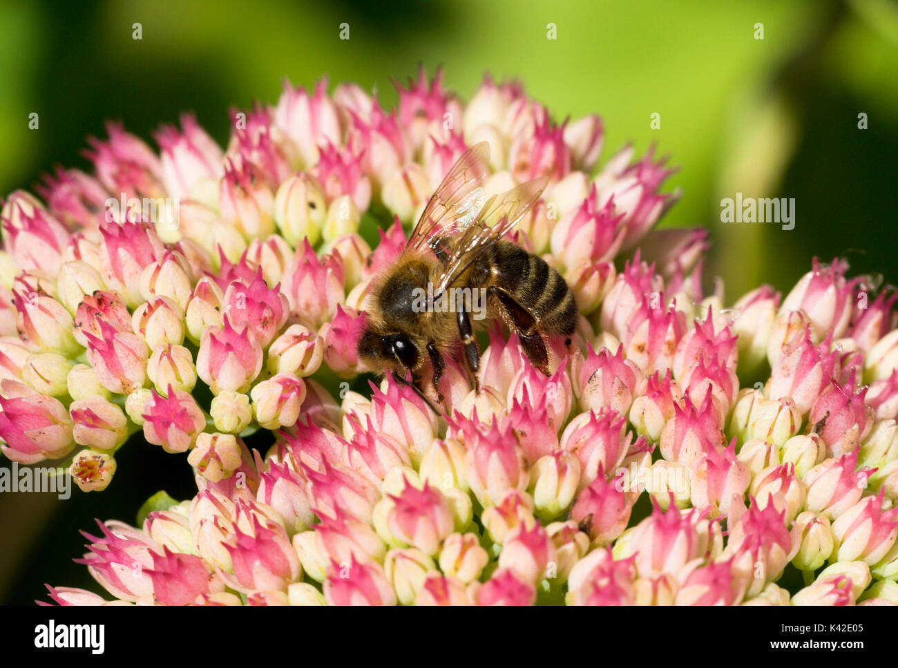 Honey Bee, Apis mellifera, nectaring on flowering sedum, pink flowers ...