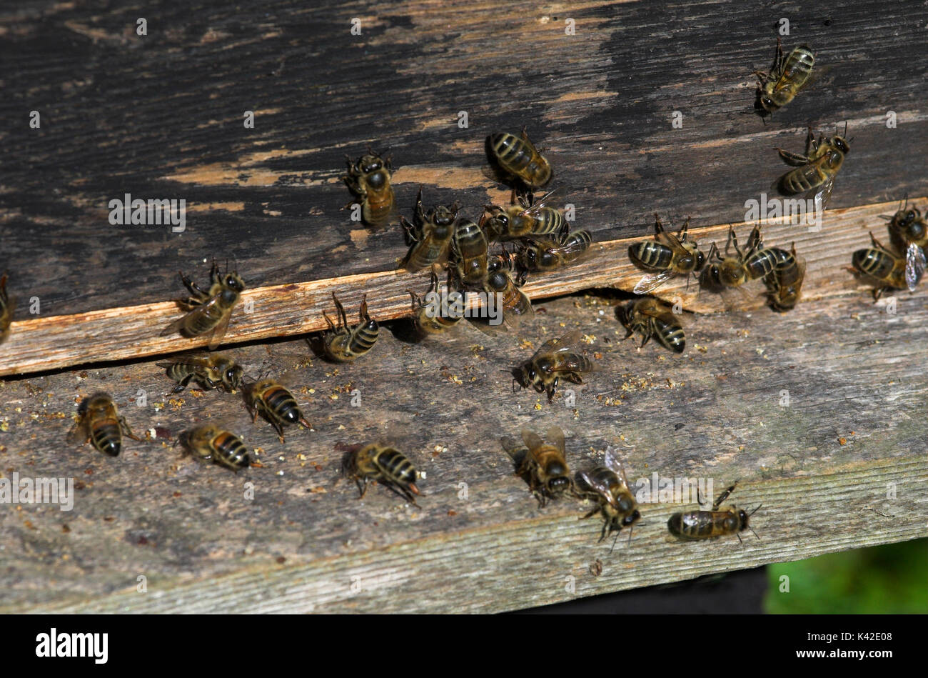 Honey Bee, Apis mellifera, workers fanning hive entrance, social ...