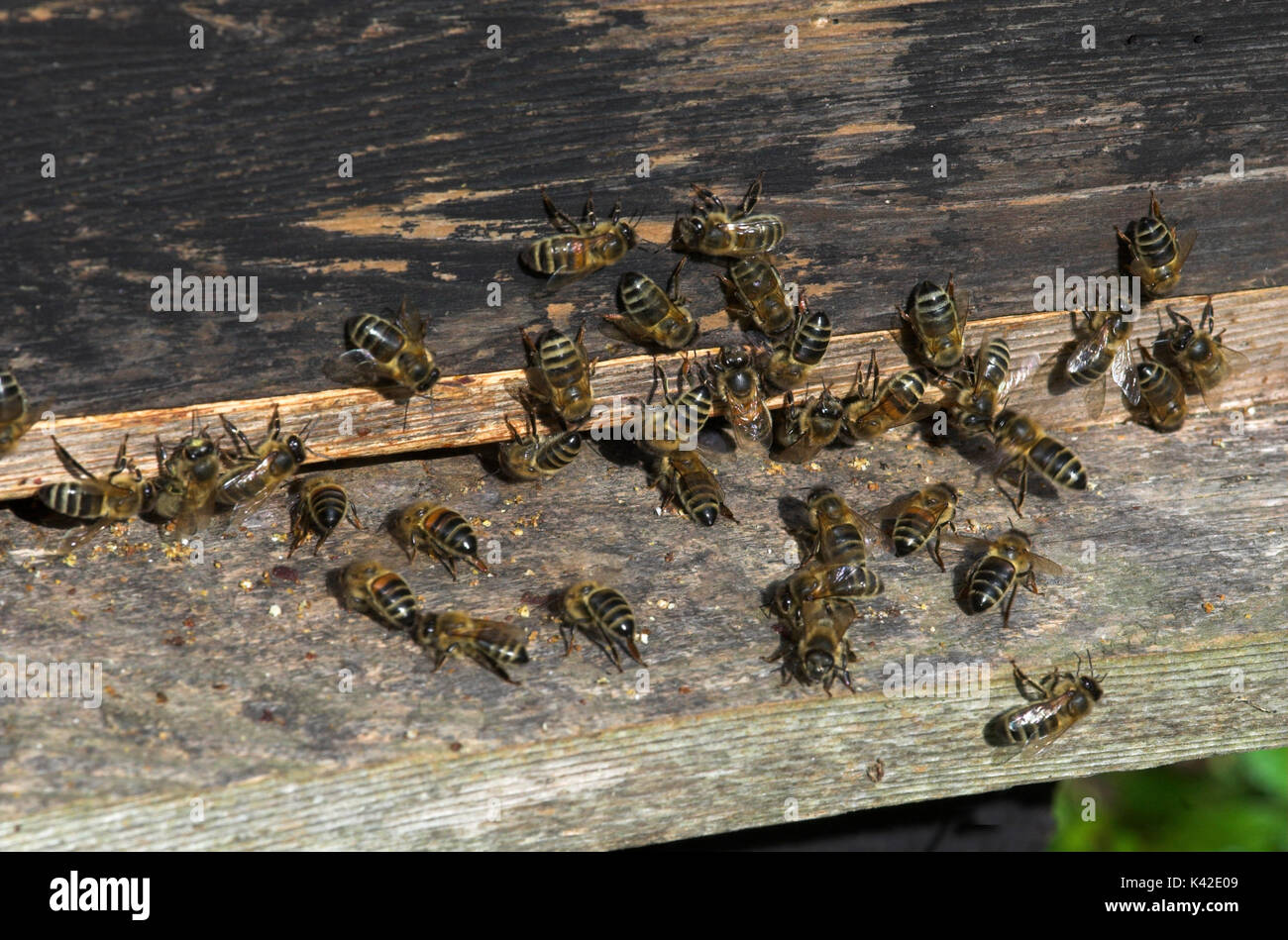 Honey Bee, Apis mellifera, workers fanning hive entrance, social ...