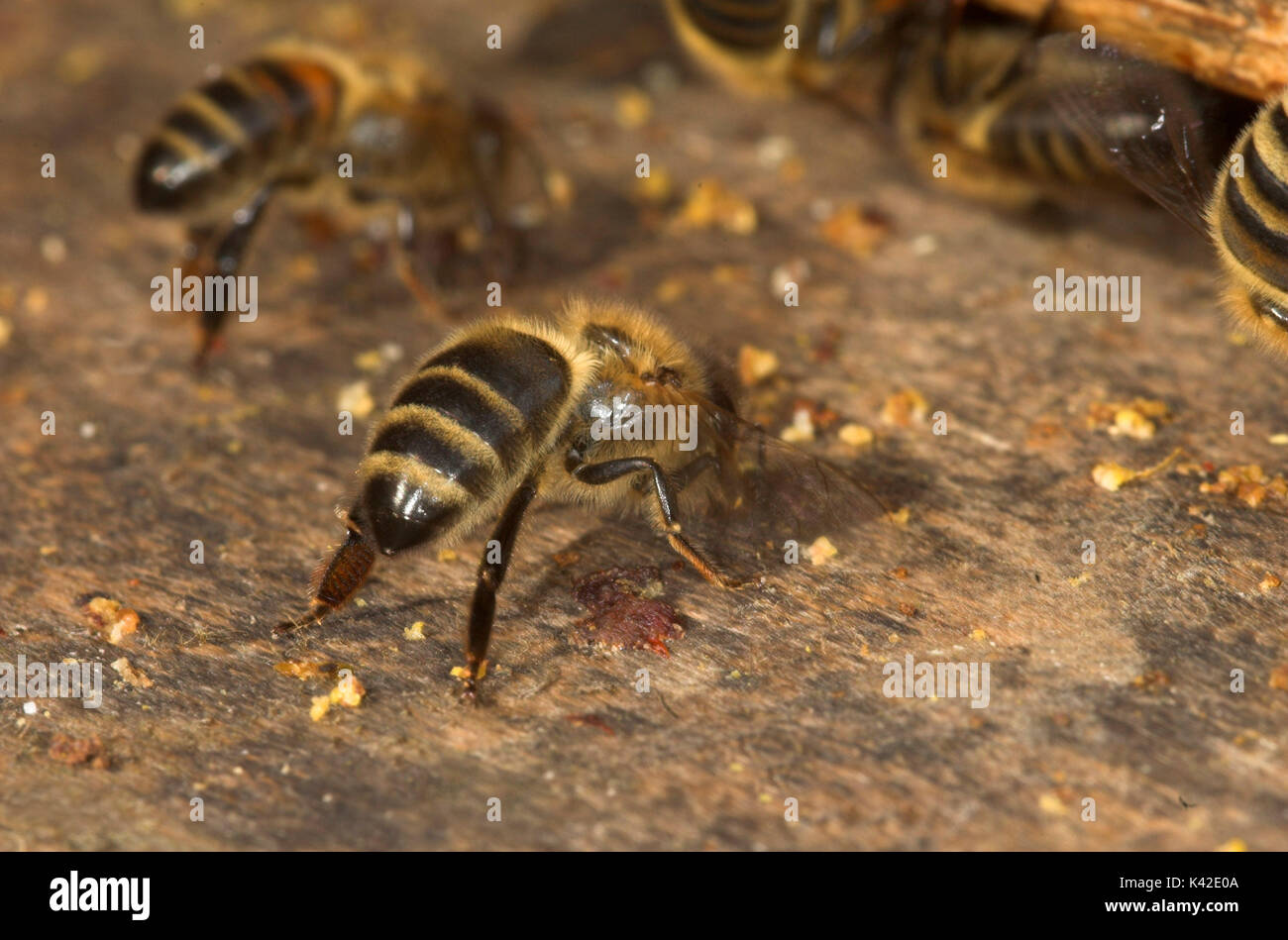 Bee fanning hive hi-res stock photography and images - Alamy