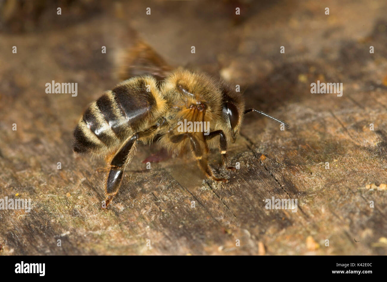 Honey Bee, Apis mellifera, workers fanning hive entrance, abdomen in ...
