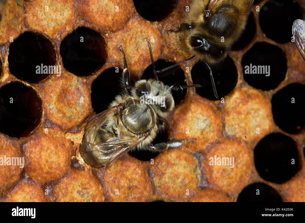 Honey bee emerging apis mellifera hi-res stock photography and images ...