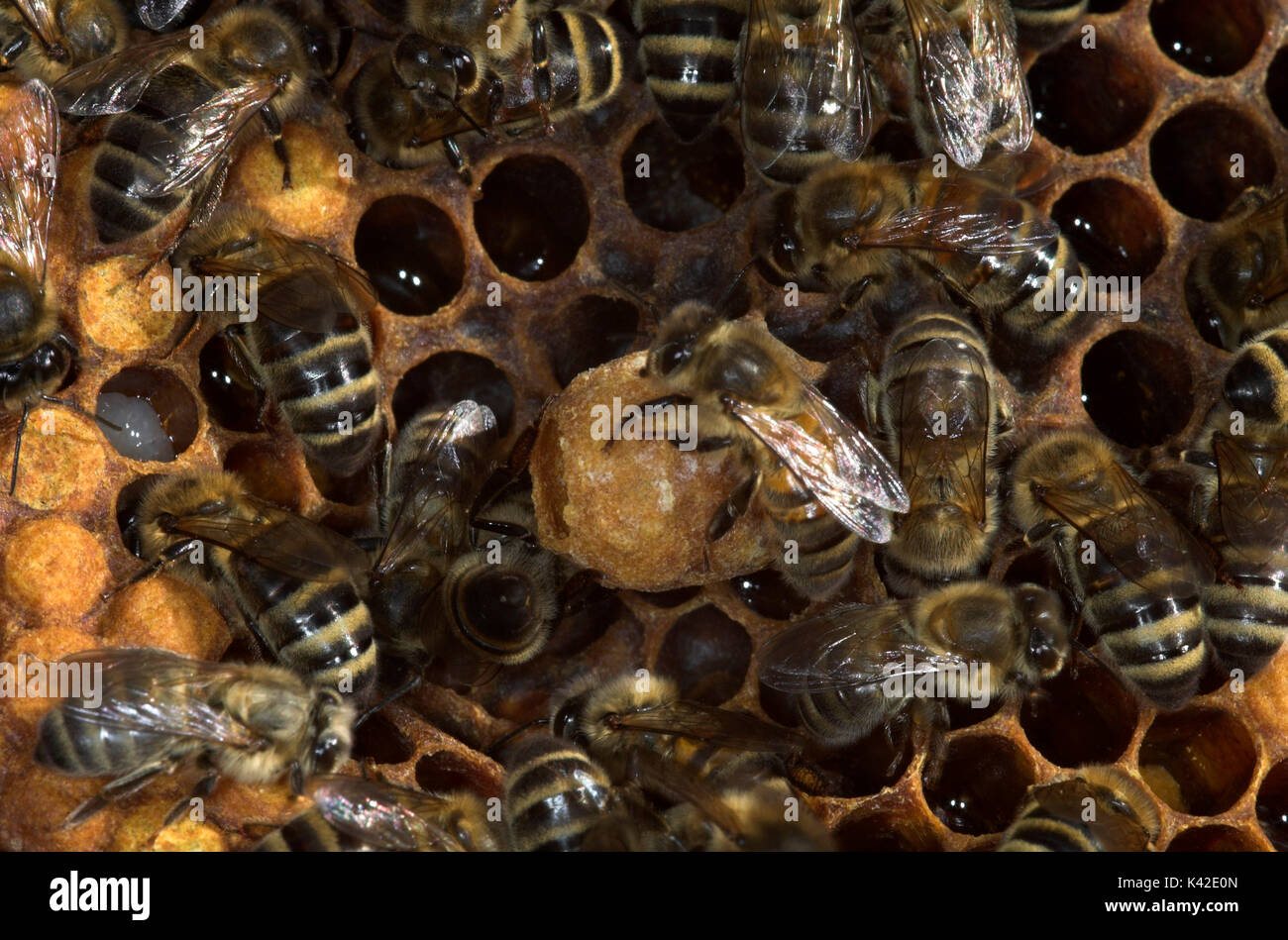 Honey Bee, Apis mellifera, inside hive, showing workers and discarded ...