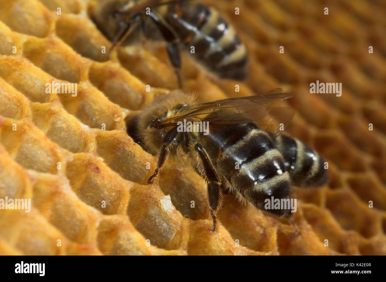 Honey Bee, Apis mellifera, inside hive, showing worker putting honey in ...