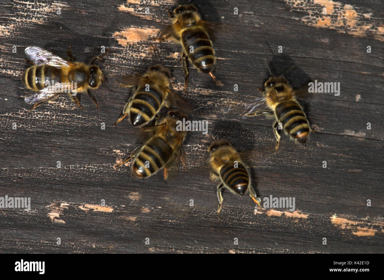 Honey Bee, Apis mellifera, workers with abdomen raised showing nassenov ...
