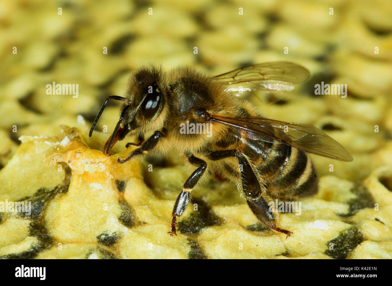 Hive parts hi-res stock photography and images - Alamy