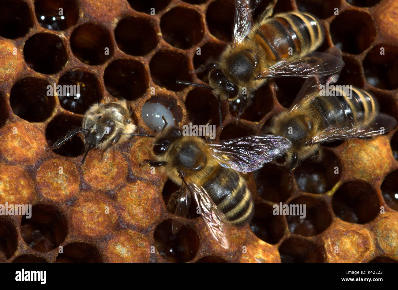 Honey Bee, Apis mellifera, inside hive, worker hatching from cell ...