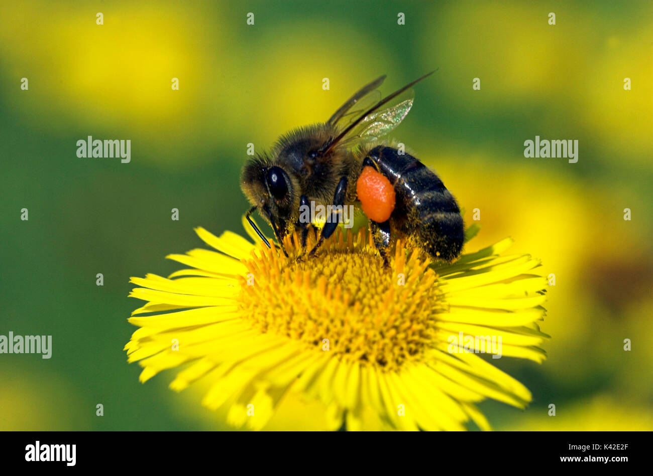 Honey Bee, Apis mellifera, worker bee with pollen sacks on legs ...
