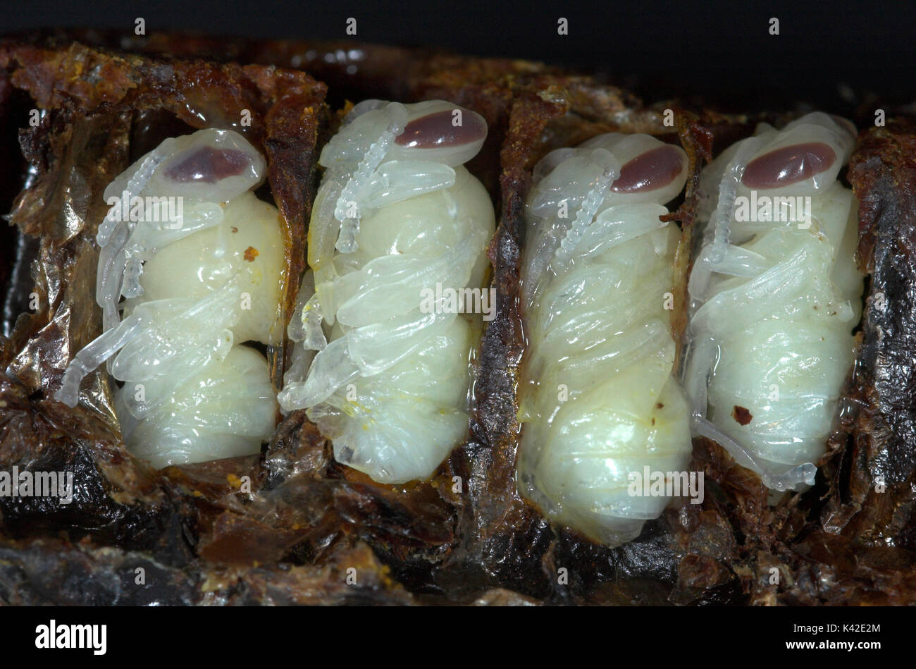 Honey Bee, Apis mellifera, inside hive, showing pupae in brood cells ...