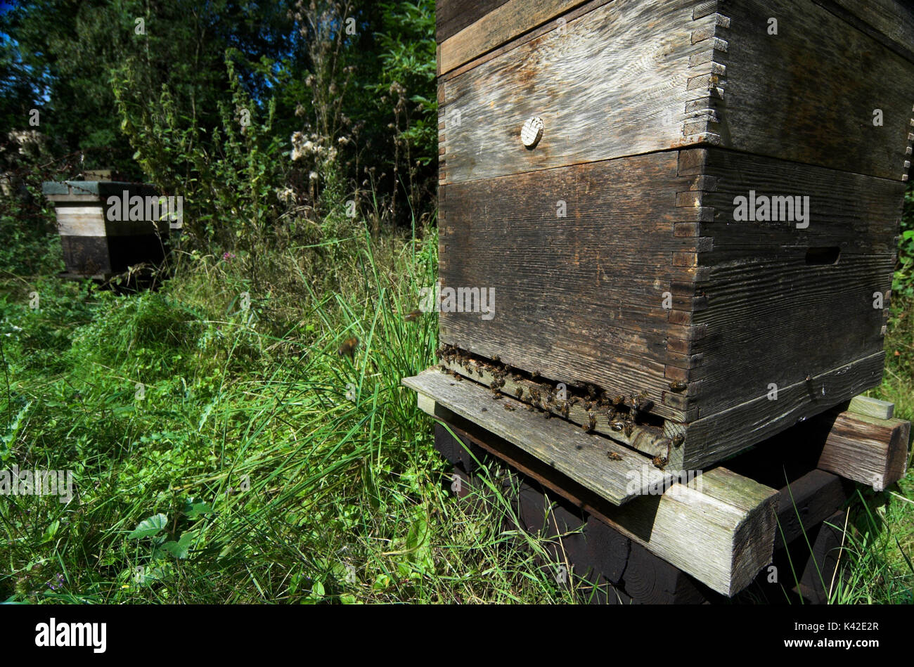 Surrounding insects hi-res stock photography and images - Alamy