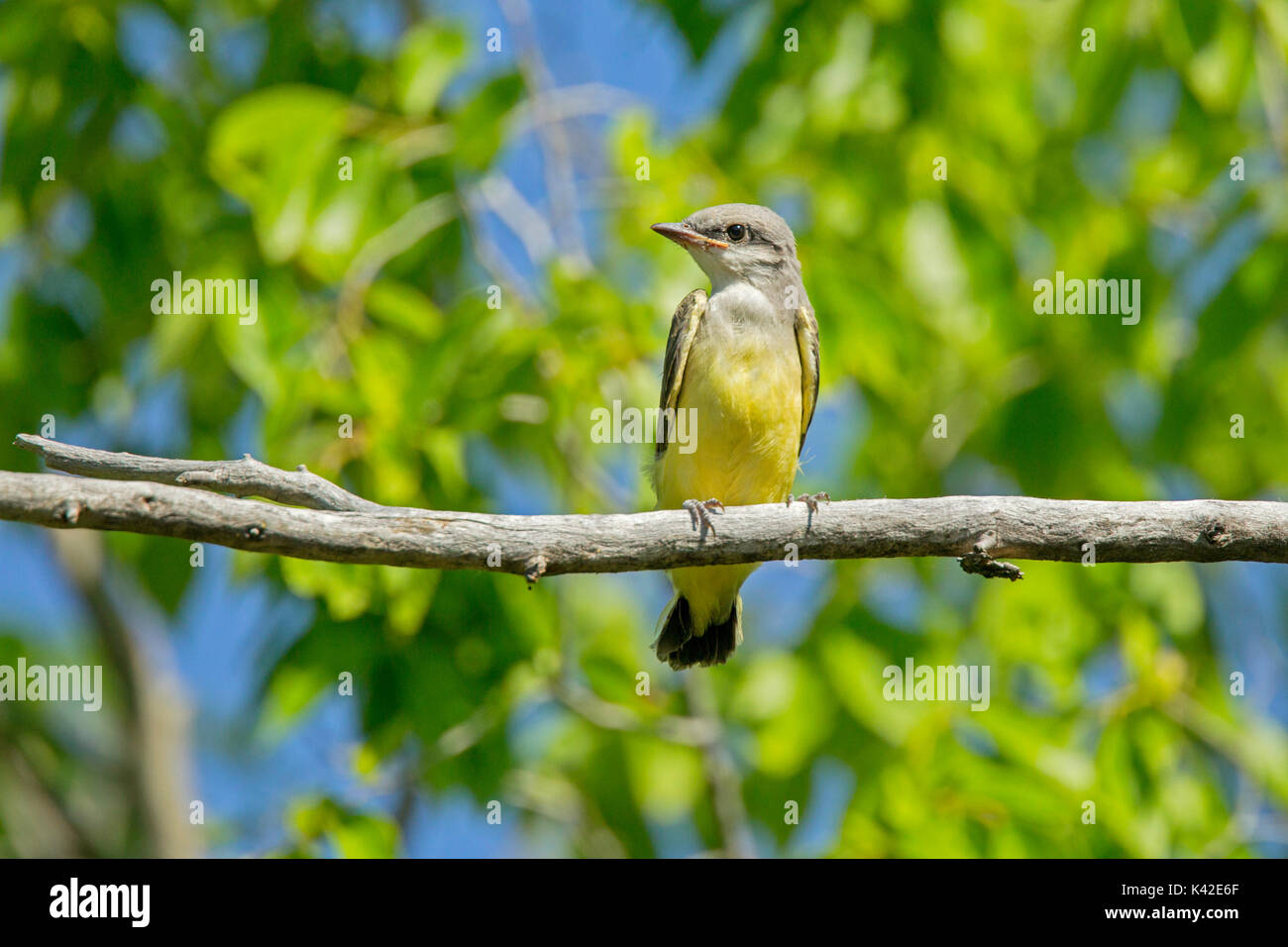 Western Kingbird Tyrannus verticalis Pawnee National Grasslands ...