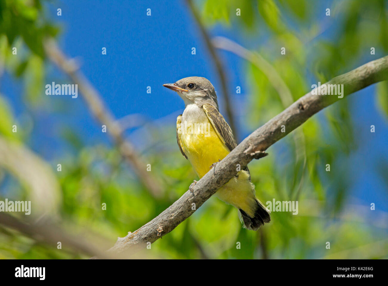 Western Kingbird Tyrannus verticalis Pawnee National Grasslands ...