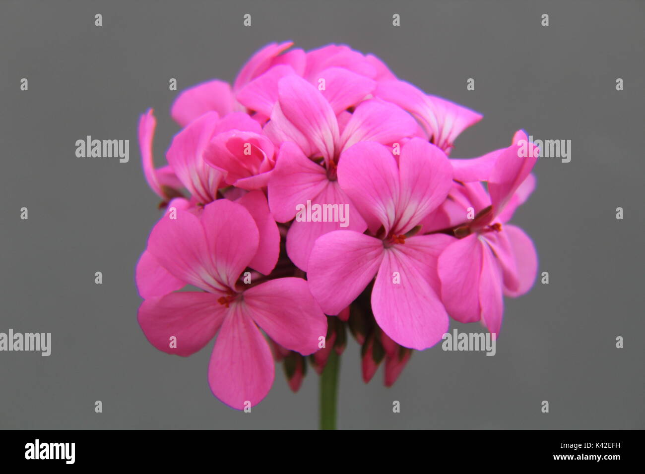 Singapore flowers hi-res stock photography and images - Alamy