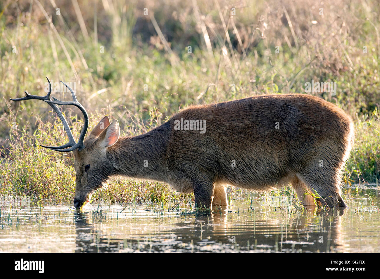 Male barasingha hi-res stock photography and images - Alamy