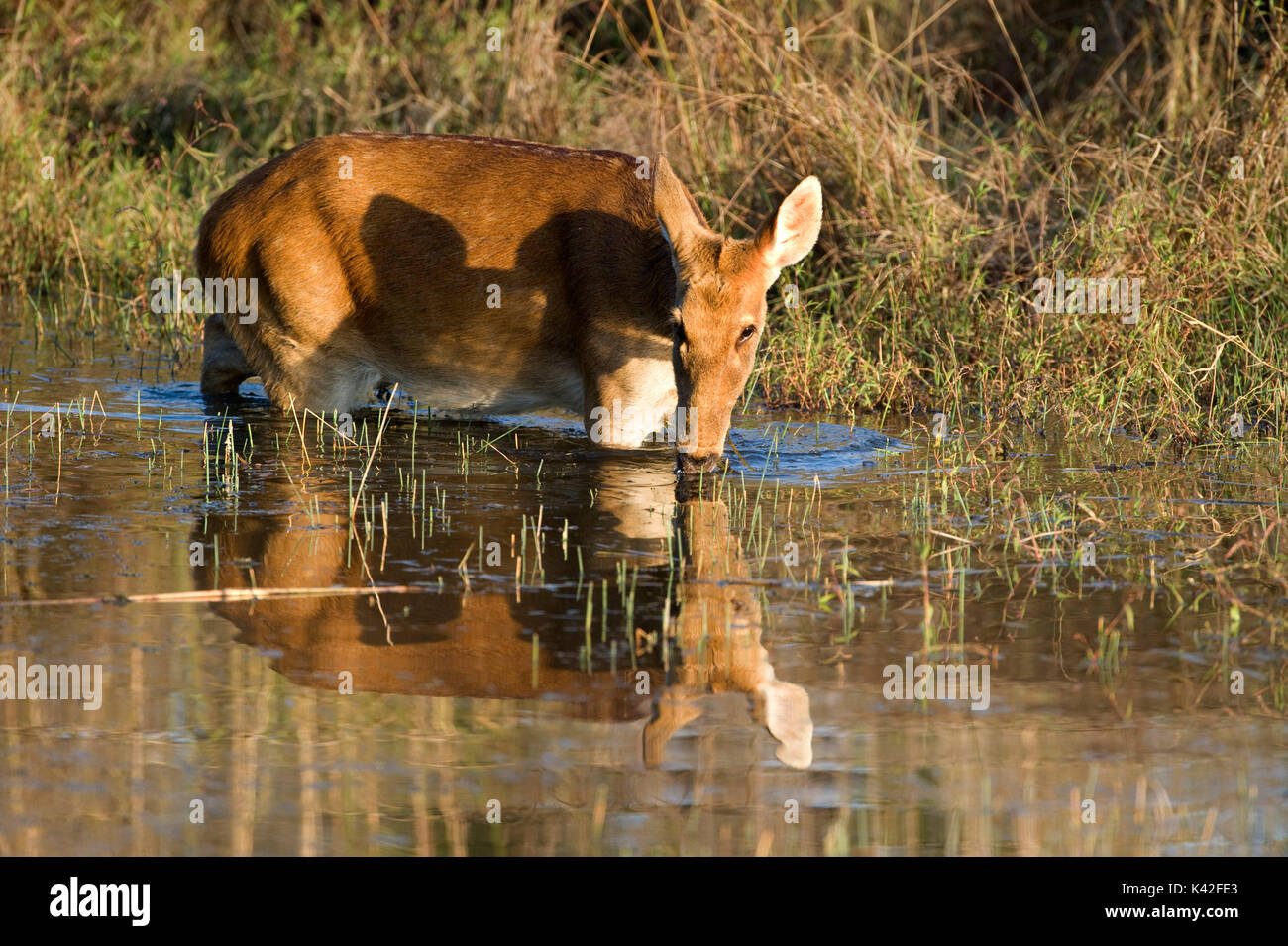 Female barasingha hi-res stock photography and images - Alamy