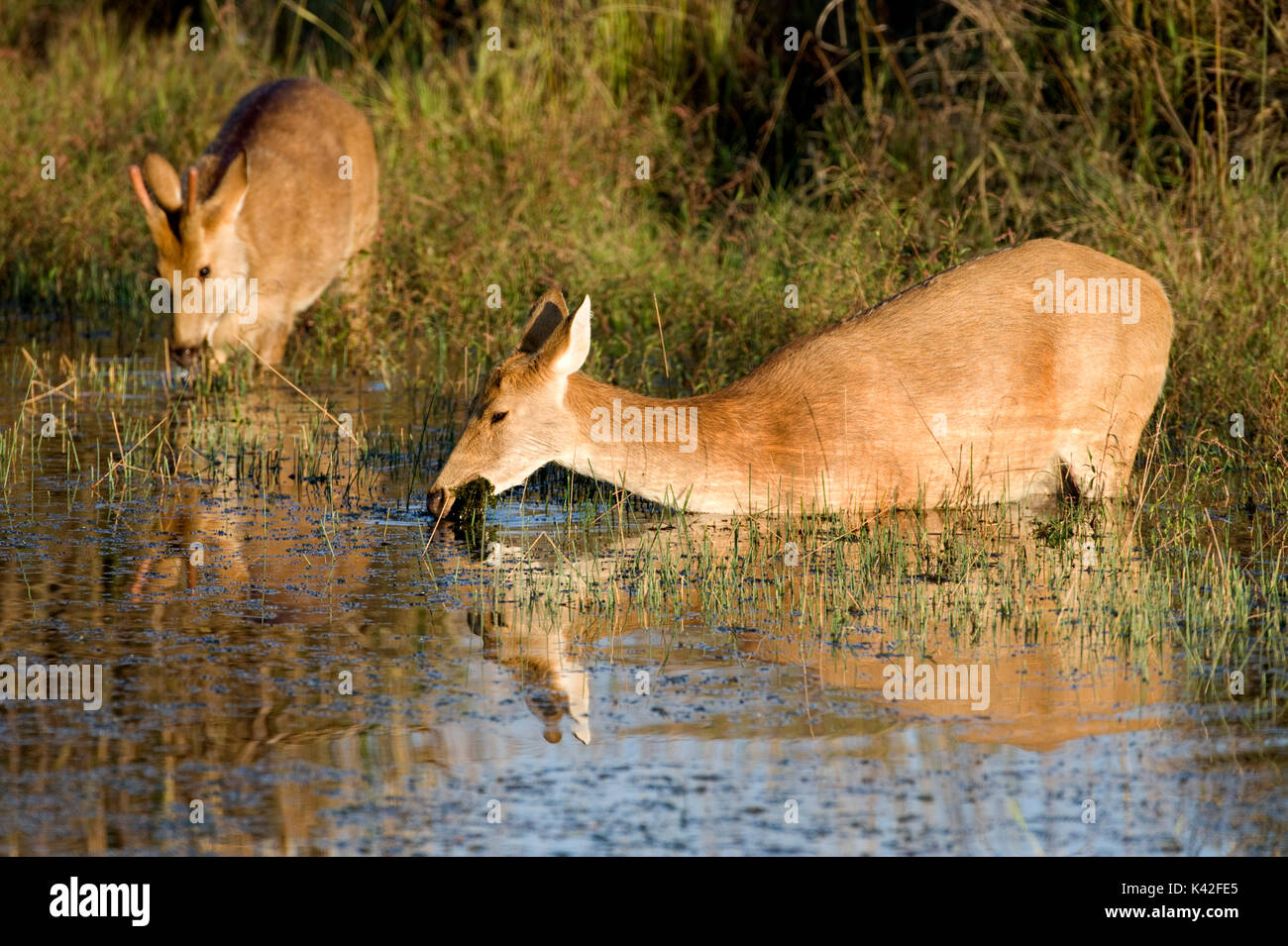 Pair of barasingha hi-res stock photography and images - Alamy