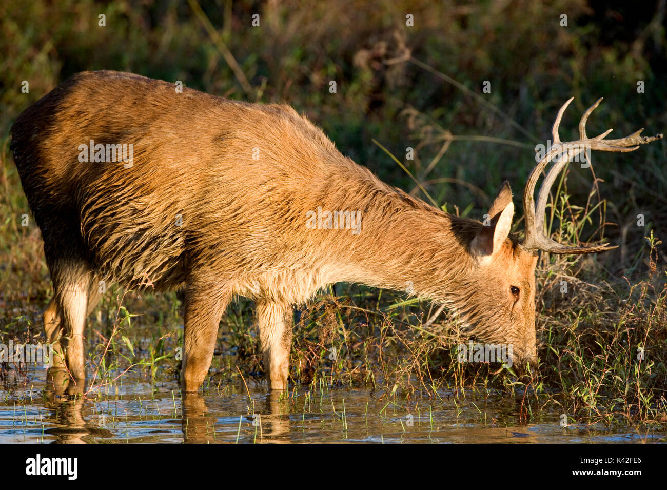 Barasingha stag hi-res stock photography and images - Alamy